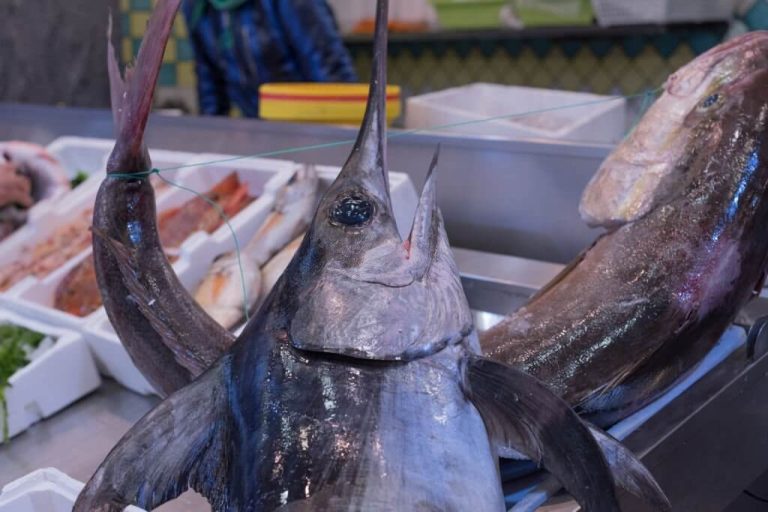 Can You Eat Blue Marlin? | Ouachita Adventuresouachitaadventures.com