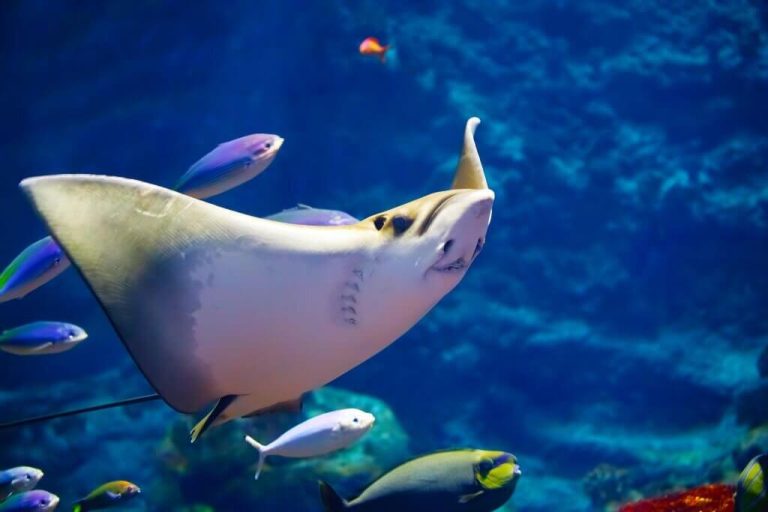 Can You Eat Stingray? It's Safe to Eat? | Ouachita ...