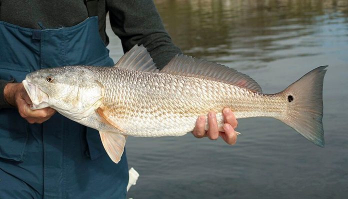 Can You Eat Redfish? | ouachitaadventures.comouachitaadventures.com