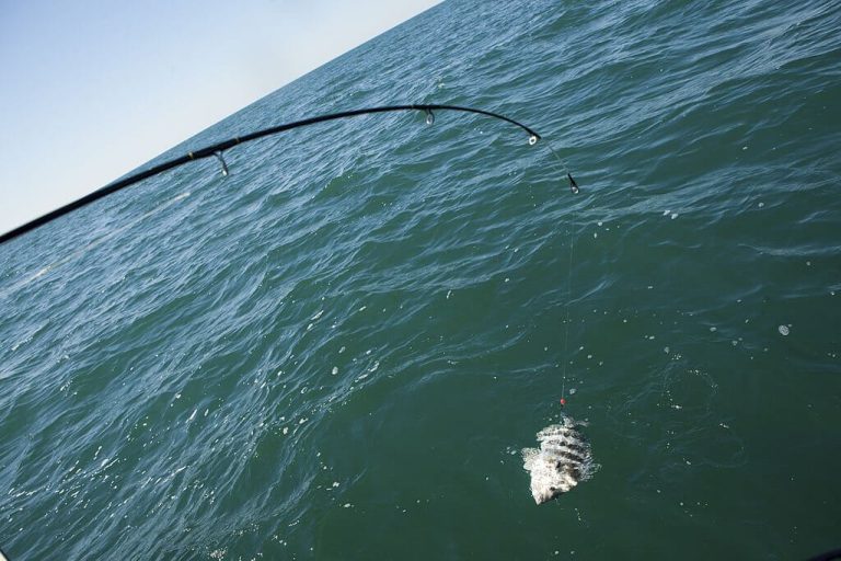 Can You Eat Sheepshead Fish? How To Cook It ...