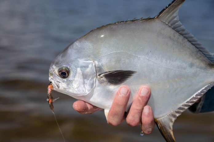 Can You Eat Permit Fish? | ouachitaadventures.comouachitaadventures.com