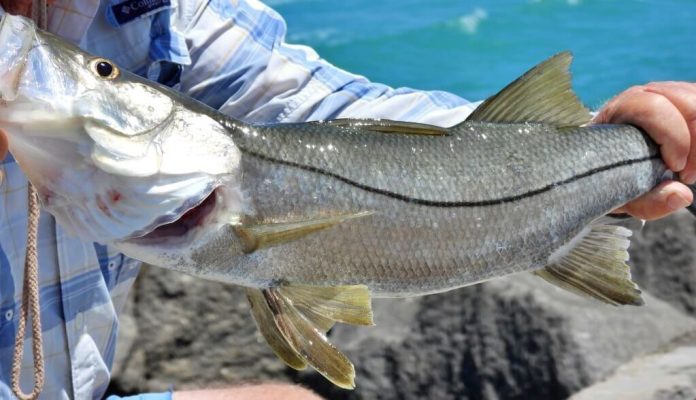Can You Eat Snook? Is It Safe to Eat? | Ouachita ...