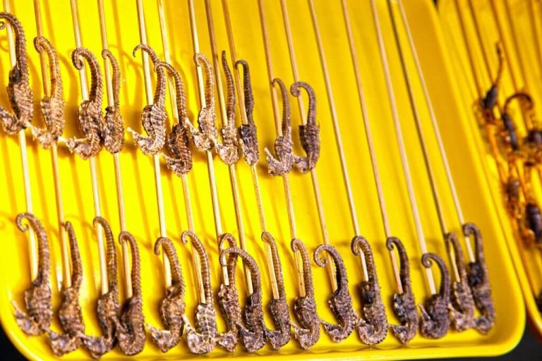 Can You Eat Seahorse? | ouachitaadventures.comouachitaadventures.com