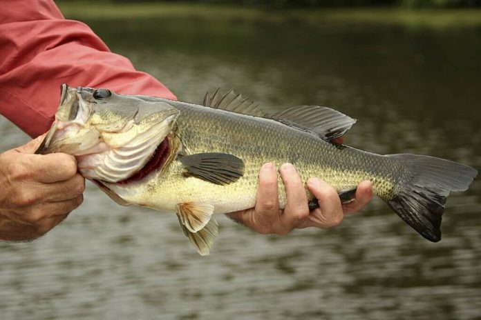 How to Fish in a Pond: Essential Tips and Techniques ...