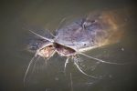 How to Fish in a Pond: Essential Tips and Techniques ...