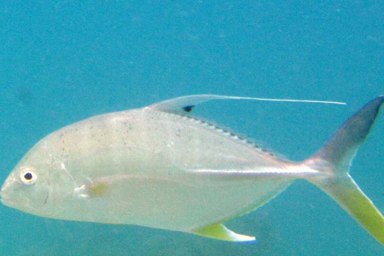 10 Different Types Of Trevally | ouachitaadventures ...