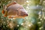 Can You Eat Carp & How Does Carp Taste? | Ouachitaouachitaadventures.com