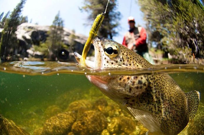 How to Fish With Lures : The Ultimate Guide | ouachitaadventures ...