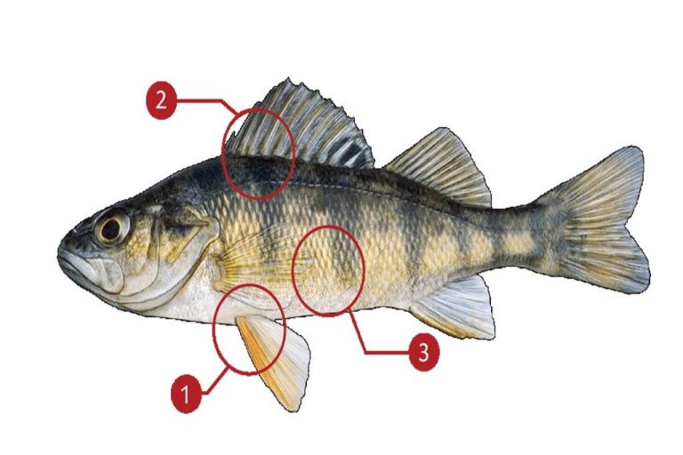 Perch Fishing Tips and Techniques The Easy Way .ouachitaadventures.com