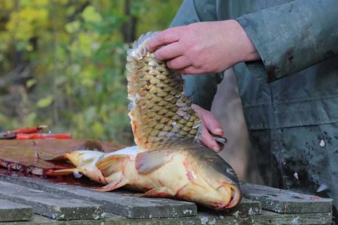 Can You Eat Carp & How Does Carp Taste? | Ouachitaouachitaadventures.com