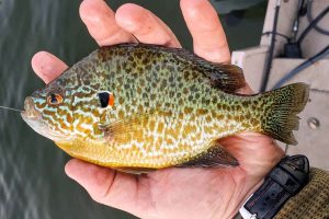 Types of Sunfish in America | ouachitaadventures.comouachitaadventures.com