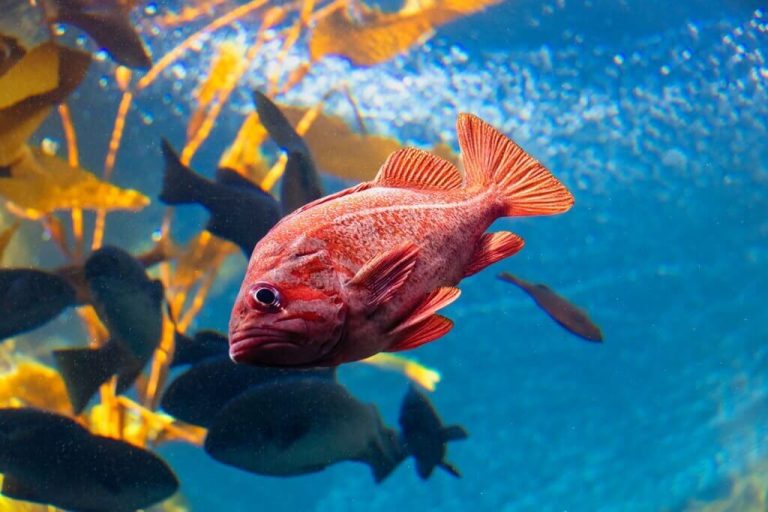 Red Snapper Vs Vermilion : Which Tastes Better ...