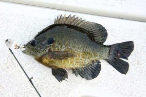 Types of Sunfish in America | ouachitaadventures.comouachitaadventures.com