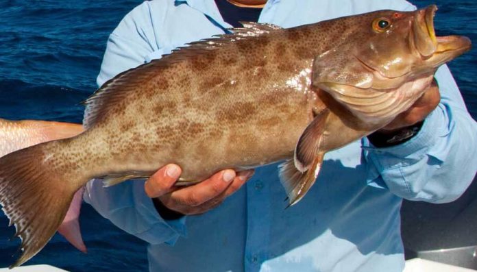 15 Types of Grouper to Catch in Florida | ouachitaadventures ...
