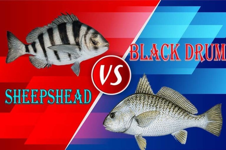 Sheepshead vs Black Drum: The Key Differences ...