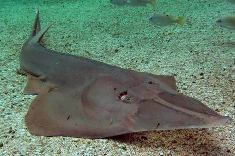 15 Different Types of Rays With Pictures | ouachitaadventures ...
