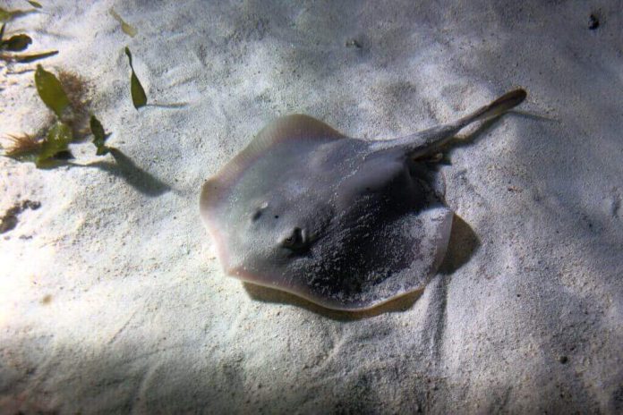 Skate Vs Ray - Top 5+ Interesting Facts About Themouachitaadventures.com