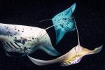 Skate Vs Ray - Top 5+ Interesting Facts About Themouachitaadventures.com