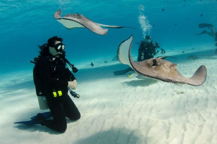 Skate Vs Ray - Top 5+ Interesting Facts About Themouachitaadventures.com