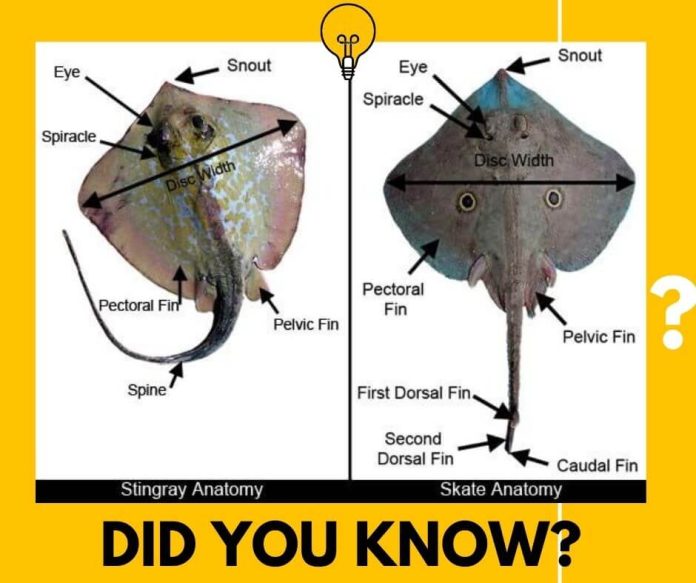 Skate Vs Ray - Top 5+ Interesting Facts About Themouachitaadventures.com