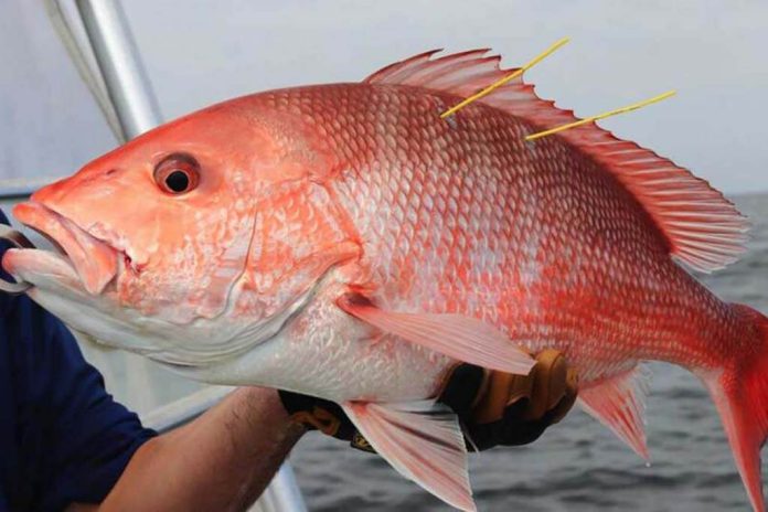 Snapper Vs Grouper - A Comprehensive Guide | ouachitaadventures ...