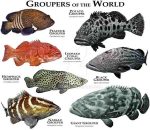 15 Types of Grouper to Catch in Florida | ouachitaadventures ...