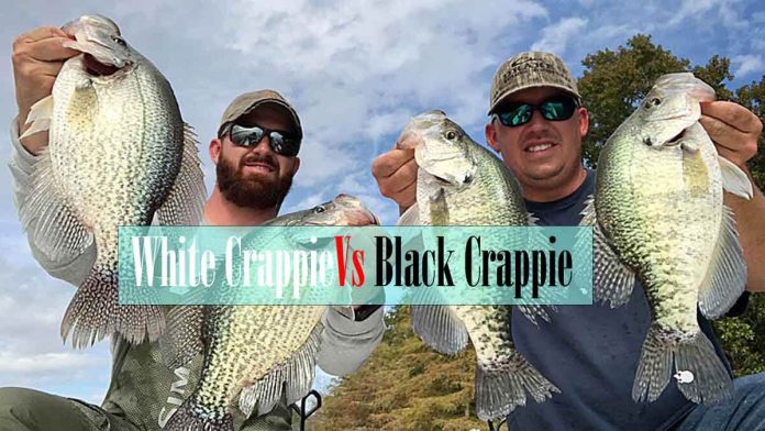 White Crappie Vs Black Crappie | ouachitaadventures ...