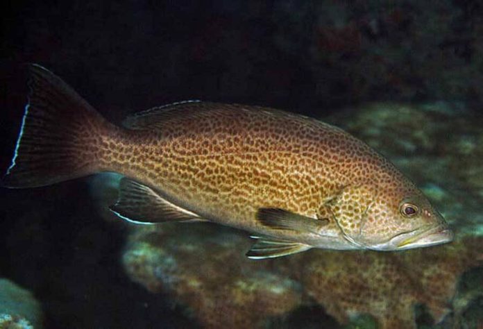 15 Types of Grouper to Catch in Florida | ouachitaadventures ...