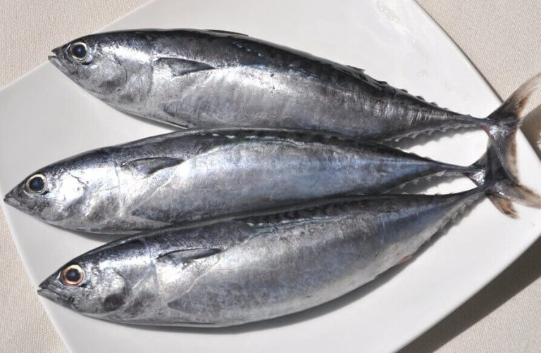16 Different Types of Tuna - The Complete Guideouachitaadventures.com
