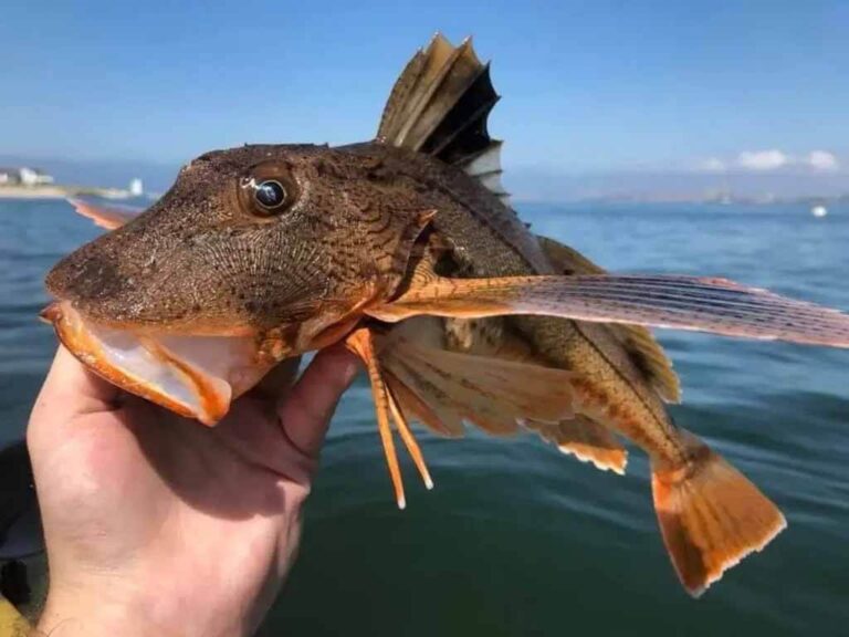 Can You Eat A Sea Robin? What Kind Of Fish Is It ...