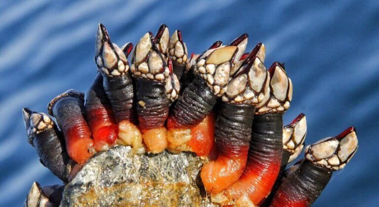 Can You Eat Barnacles? Where To Find Them | ouachitaadventures ...
