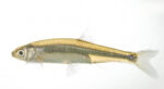 Type of Minnow: 10+ Types You Need To Knowouachitaadventures.com