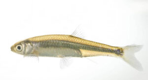 Type of Minnow: 10+ Types You Need To Knowouachitaadventures.com