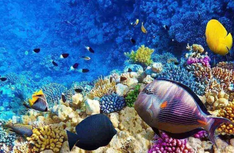 How Many Fish Live In The Ocean? Top 10+ Interesting ...