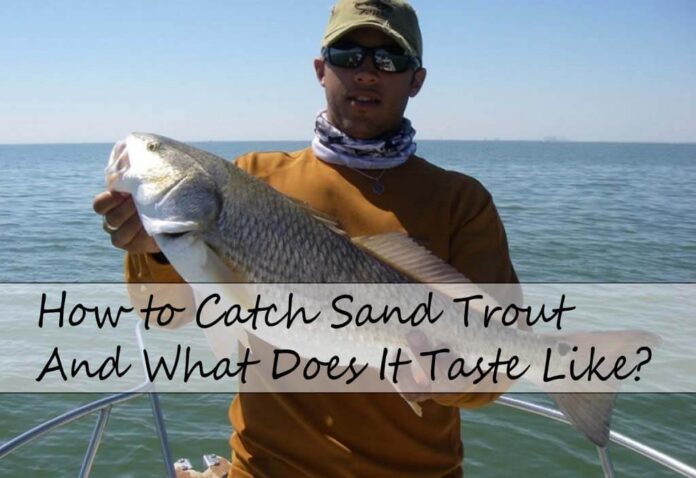 How to Catch Sand Trout And What Does It Taste Like ...