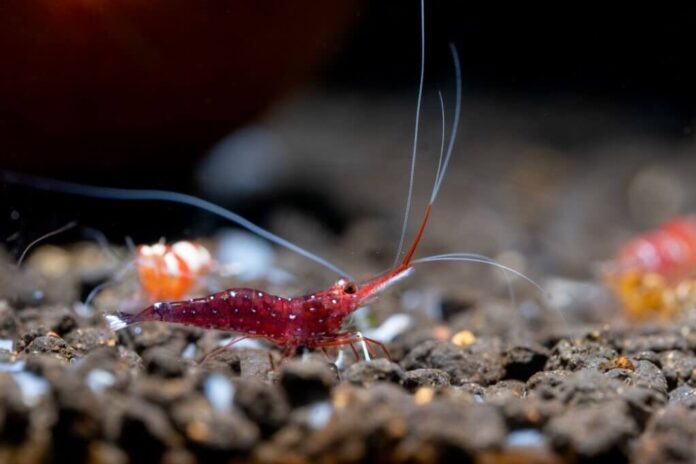 Types of Shrimp and Their Details | ouachitaadventures ...