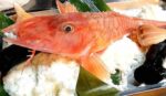 Can You Eat A Sea Robin? What Kind Of Fish Is It ...