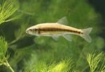 Type of Minnow: 10+ Types You Need To Knowouachitaadventures.com