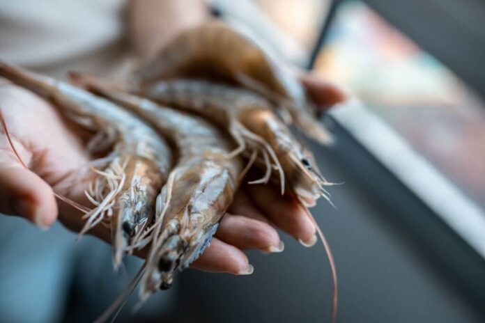 Types of Shrimp and Their Details | ouachitaadventures ...