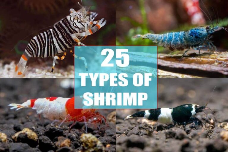 Types of Shrimp and Their Details | ouachitaadventures ...