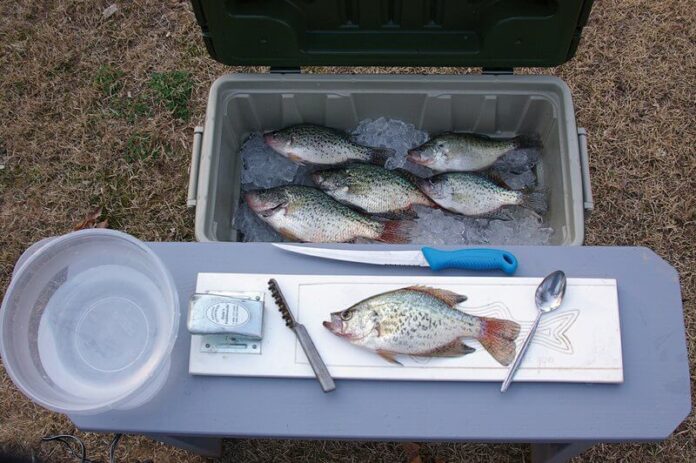 What Do Bluegill Eat? 5+ Interesting Things About ...