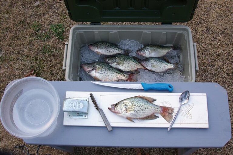 What Do Bluegill Eat? 5+ Interesting Things About ...
