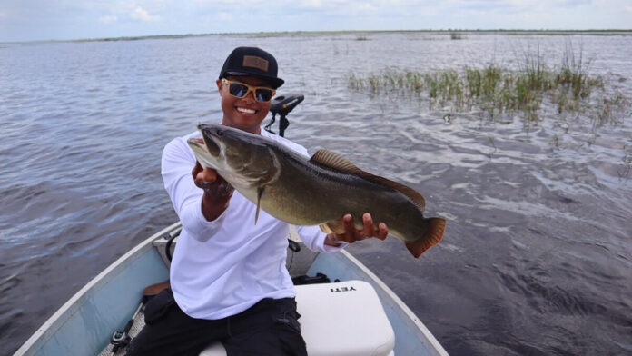 Minnesota Dogfish: Facts and Information | ouachitaadventures ...