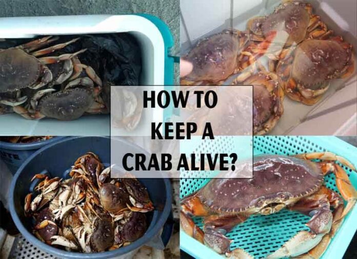 How To Keep A Crab Alive : 3 Steps Easy |ouachita adventures