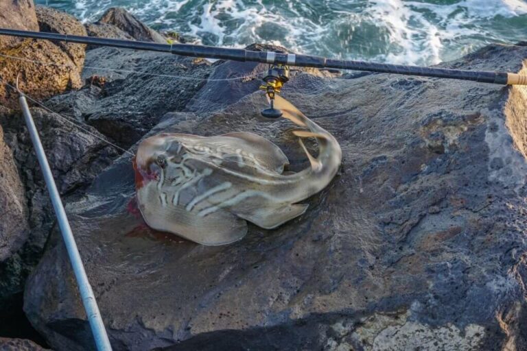 Stingray As Bait - How to Use Stingrays to Fish for ...