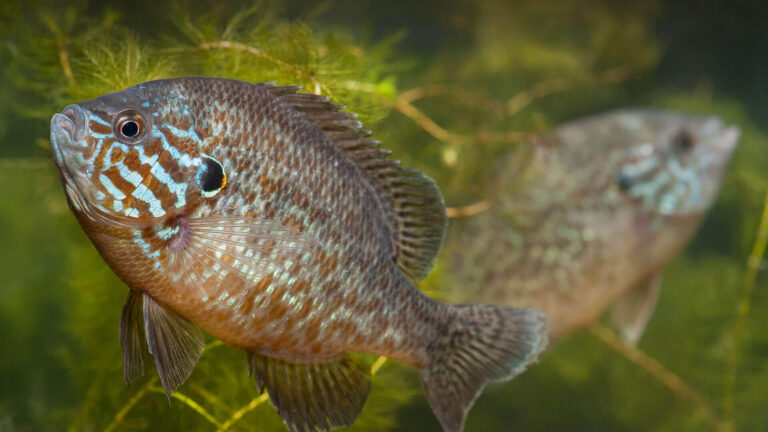 What Do Bluegill Eat? 5+ Interesting Things About ...