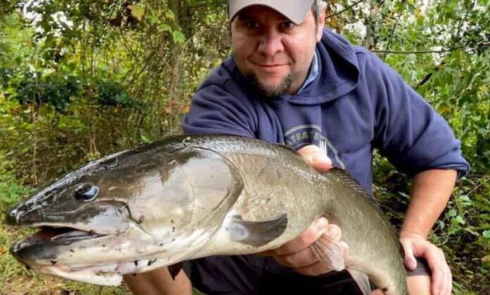 Minnesota Dogfish: Facts and Information | ouachitaadventures ...