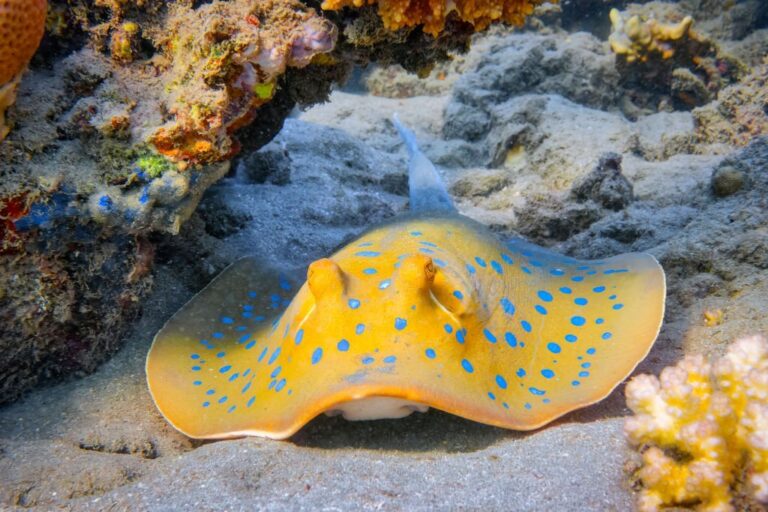 Stingray As Bait - How to Use Stingrays to Fish for ...