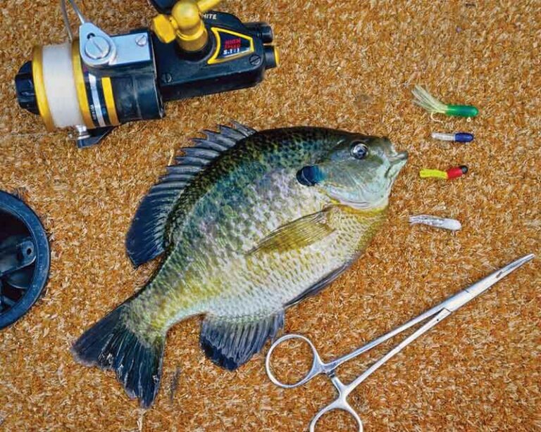 What Do Bluegill Eat? 5+ Interesting Things About ...