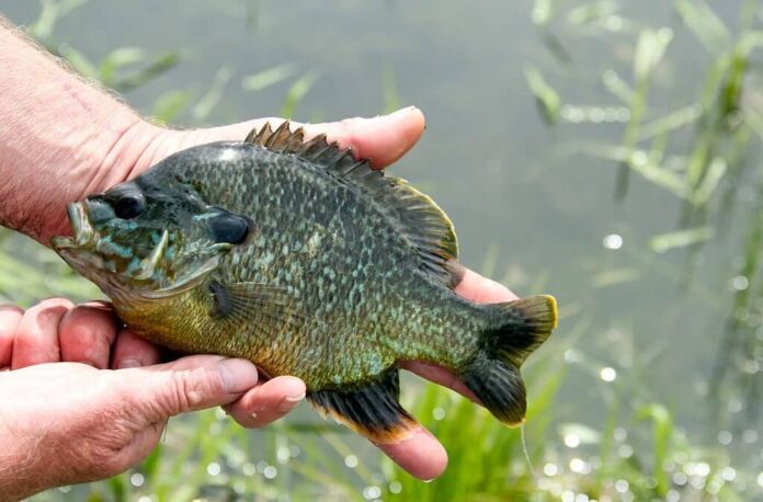 What Do Bluegill Eat? 5+ Interesting Things About ...